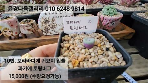 윤경다육갤러리 11번째 영상입니다 이쁜이들로 준비했습니다 윤경다육갤러리 코노 다육식물 다육이 다육 금다육 창금 에케베리아 반려식물 성남키핑장 성남다육