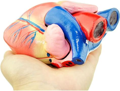 Anatomisches Menschliches Herz Modell 3D Größe Herz Anatomie Modell