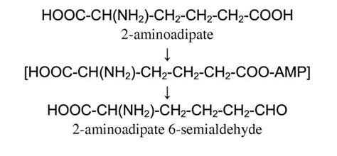 Reduction Of 2 Aminoadipate By Aminoadipte Reductase In Fungi