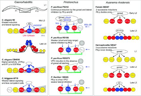 Variations In Vulval Development In Caenorhabditis Pristionchus And