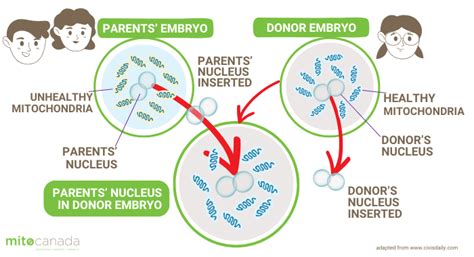 What Is Mitochondrial Replacement Therapy Mrt Mitocanada