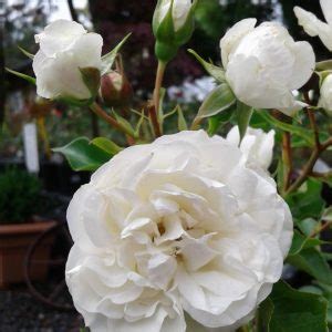 White Meidiland (Potted) - Roses Victoria