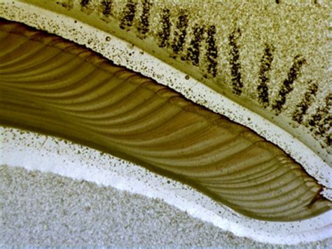 Aging Mussel Shells Us Forest Service Research And Development