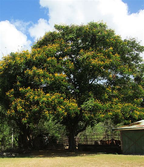This Is The Mystery Plants Page Of Our A To Z Guide To Plants How To