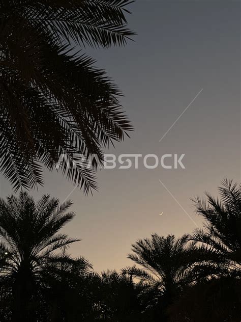 صورة ظلية لأشجار النخيل ، مزارع النخيل الخضراء ، اشجار ومحاصيل زراعية