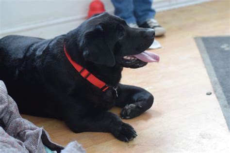 Labrador Retriever Born With Dwarfism Steals The Hearts Of Rescuers