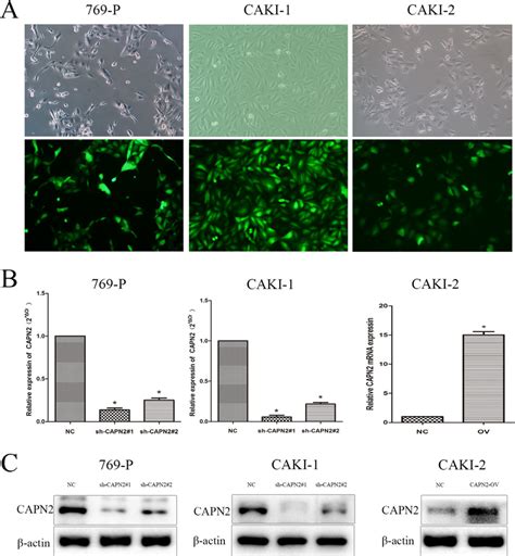 Transfection Efficiency Of Lentivirus In 769 P Caki 1 And Caki 2