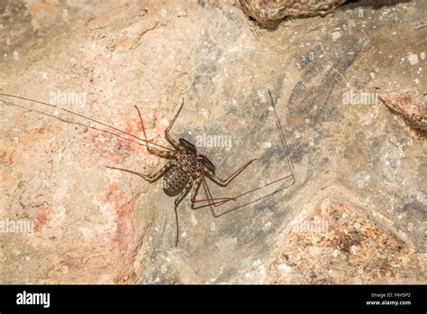 Giant Scorpion Spider