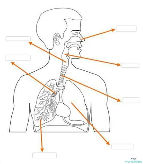 El Aparato Respiratorio Ficha Interactiva Bilarasa