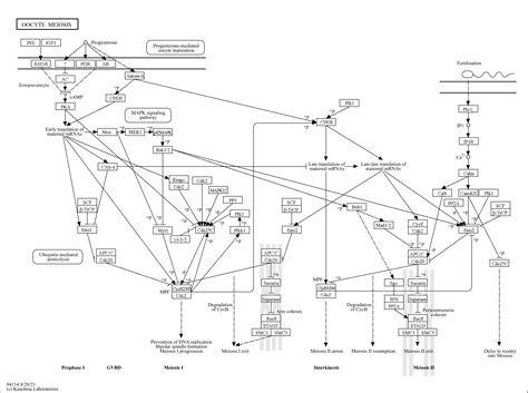 Kegg Pathway Oocyte Meiosis Reference Pathway