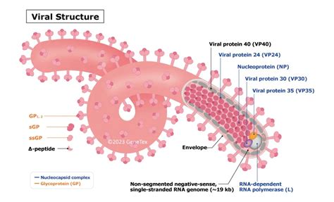 Ebola Virus Genetex