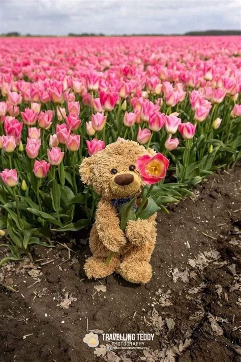 Pin Di Maria Natividad Rodriguez Rico Su OSITOS Fiori Immagini