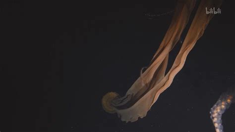 逼死深海恐惧症的纪录片，南极深处究竟有什么巨型怪物 知乎
