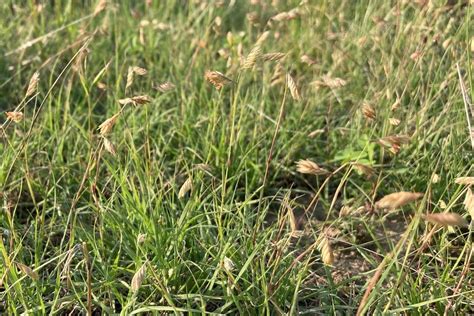 Buffalograss Native Prairie Lawn Guide