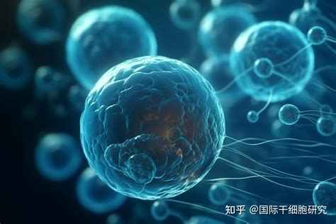 重磅：干细胞疗法开启糖尿病治疗新纪元 知乎