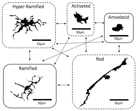 Cells Free Full Text Retinal And Brain Microglia In Multiple
