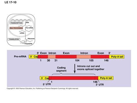 Chapter 17 From Gene To Protein Ppt Download