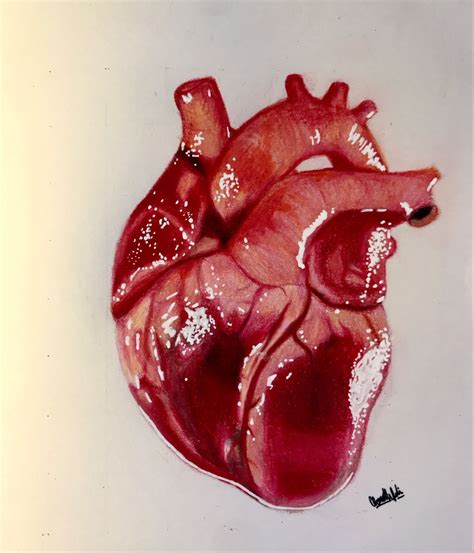Realistic Human Heart By Lunacanan On Deviantart Artofit