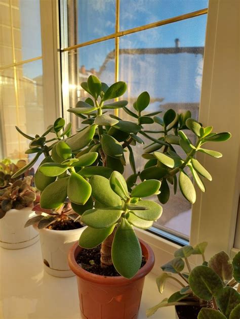 Tiny Tree 🌳 Plants Garden Tree