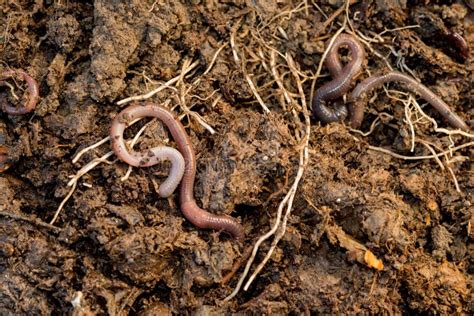 Earthworms In Compost Bin Stock Image Image Of Decompose 10850727