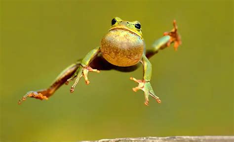 Frog Meaning Frog Animal Symbolism And Frog Meaning Whats Your