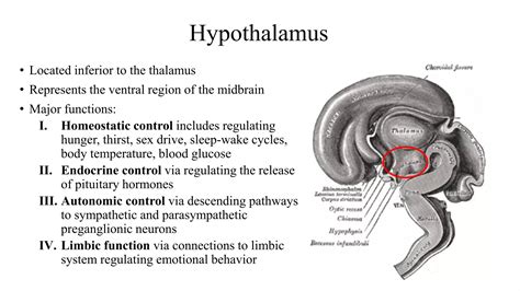 Functions Of Hypothalamus And Circadian Rhythms Pdf