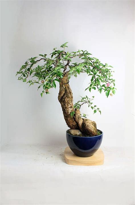 Hokkaido Elm Bonsai Care At Wilma Goodell Blog