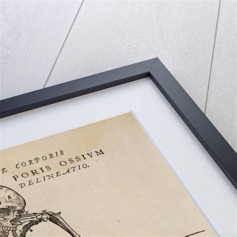 Humani Corporis Ossium Ex Latere Delineatio Posters Prints By