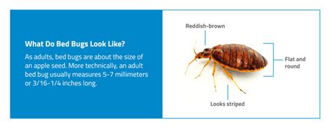 What Do Bed Bugs Look Like Pestech Pest Solutions