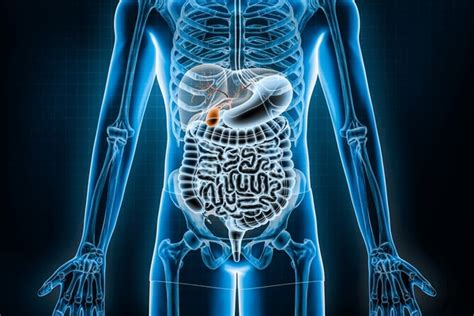 13 858 Abdomen Ray Images Stock Photos 3D Objects Vectors