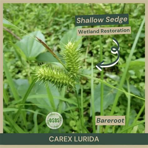 Bareroot Carex Lurida Shallow Sedge Wetland Restoration Plant Seeds