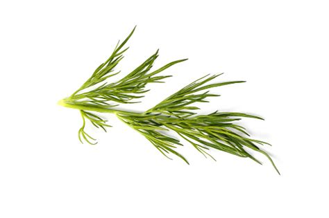 흰색 배경 클로즈업 평면 평지 상단 보기에 녹색 딜의 분기 0명에 대한 스톡 사진 및 기타 이미지 0명 건강한 생활방식