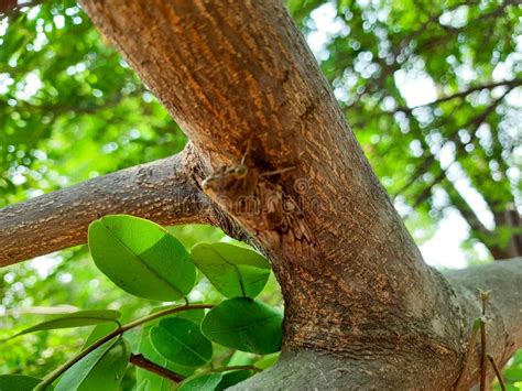 Closeup Of Indian Brown Color Cicada The Summer Screamer Insect Sitting