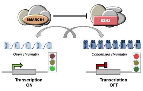 Smarcb1 In The Pathobiology Of Epithelioid Sarcoma Encyclopedia Mdpi