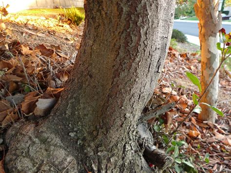 Wild Harvests January 2013