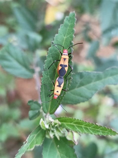 Two Tiny Unknown Insects Stock Image Image Of Unique 271004255