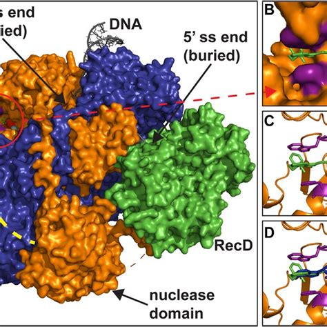 Models For Recbcd Enzyme And Its Chi Dependent Promotion Of Dna Break Download Scientific