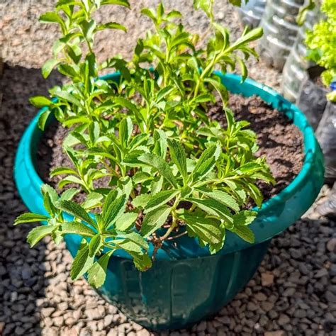 Unique Edible Plants You Can Grow Indoors Planted Shack