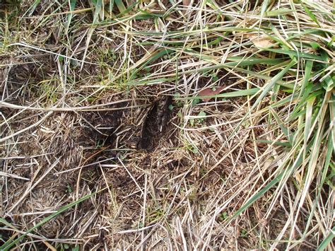 Identifying Deer Scat
