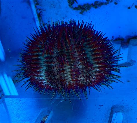Red Urchin Aradiata Reef Beauties