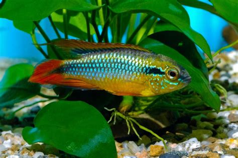 Agassiz Zwergbuntbarsch Apistogramma Agassizii Haltungstipps