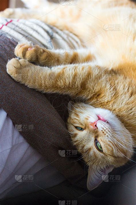 这只姜黄色的猫倒立着