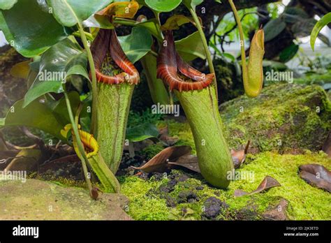 The Tropical Pitcher Plant Nepenthes Truncata A Carnivorous Plant