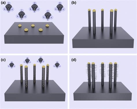 Schematic Of The Branched Sinws Growth A Formation Of Au Si Alloy