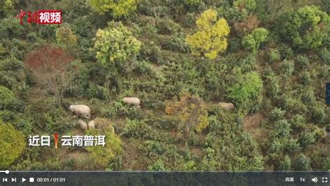 云南宁洱拍到野生亚洲象午睡温馨画面 手机新浪网
