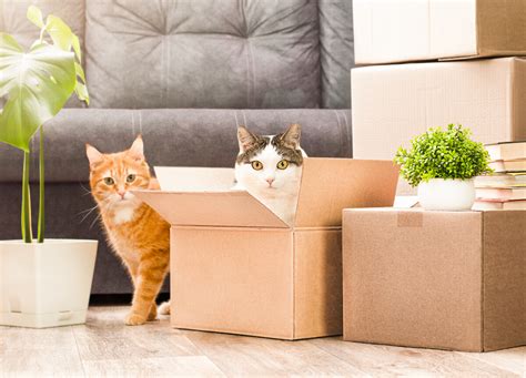 Purrfect Moves Tips For Moving To A New Apartment With Your Cat · Four