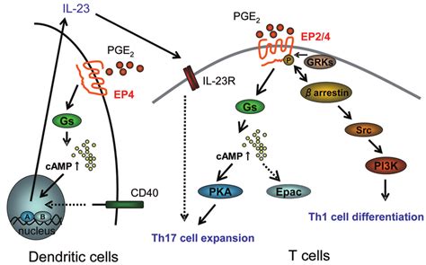 Regulation Of Th1 Differentiation And Th17 Expansion By Pge 2 Pge 2