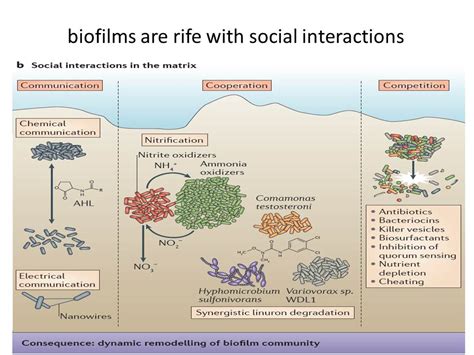 Microbial Ecology