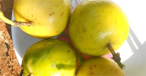 Nursery Establishment For Passion Fruit Growing In Kenya ~ Agro