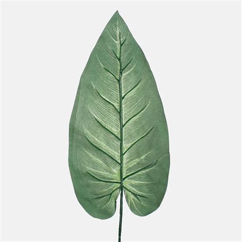 Green Giant Sequoia Leaf — Jmr House To Home